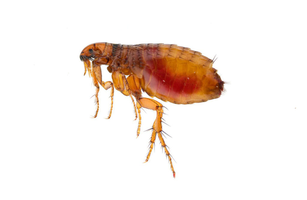 Účinná dezinsekcia proti blchám s BÁBOLNA BIO